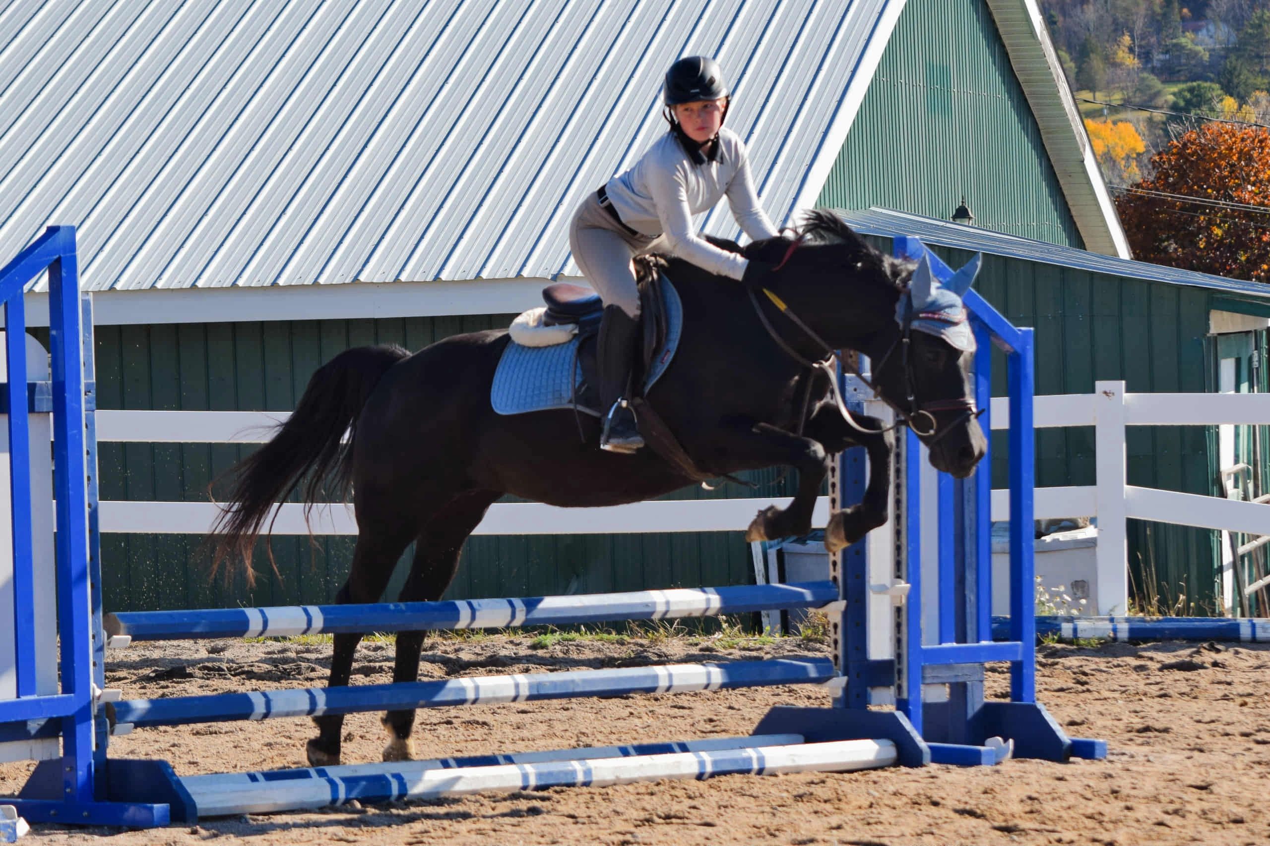 Horse Training Courses at Picket Hill Equestrian Centre