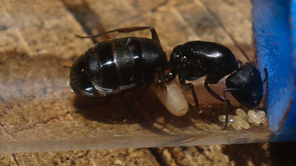 Camponotus Modoc