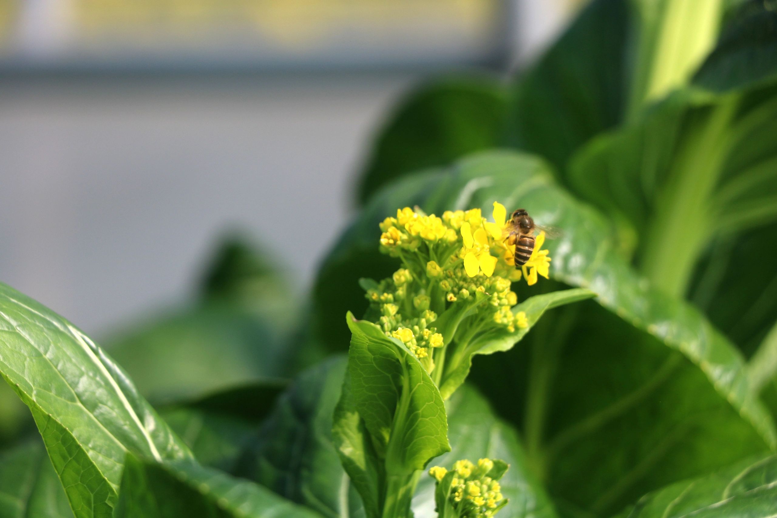 High-Quality Seeds for Growers and Farms