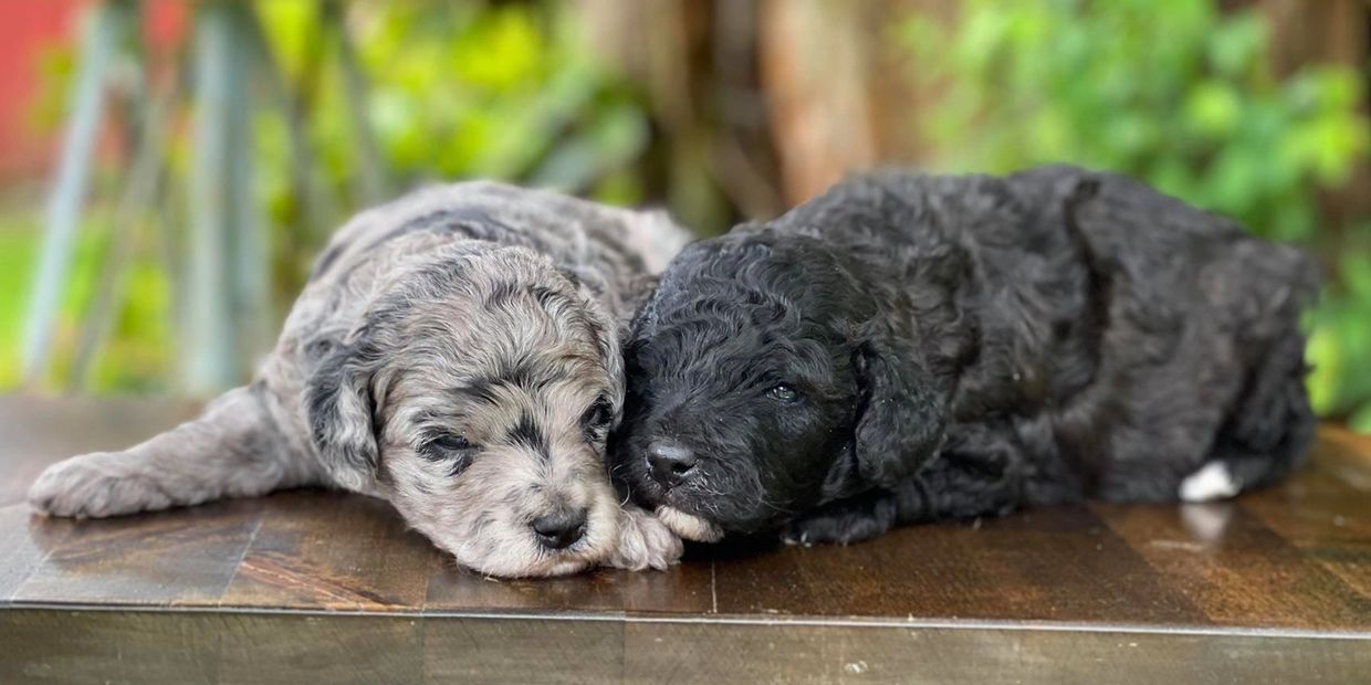 Laurel Hills Poodles - Moyen Poodle, Klein Puppies