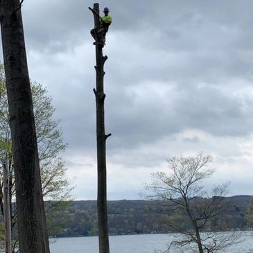 L. Moore Tree Service