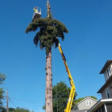 L. Moore Tree Service