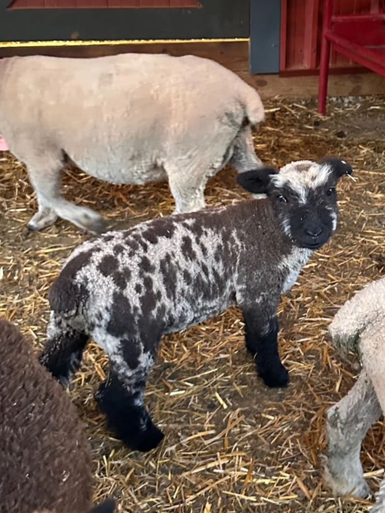 English Babydoll Sheep