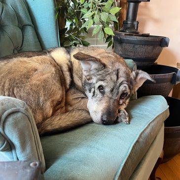 Certified Dog Trainer for Behavioral Dog Training