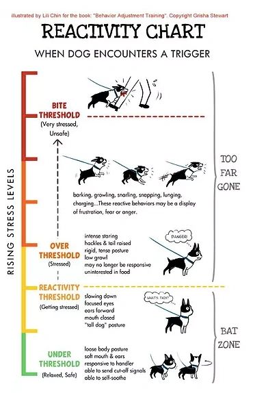 Understanding Canine Reactivity: Causes, Signs, and Solutions