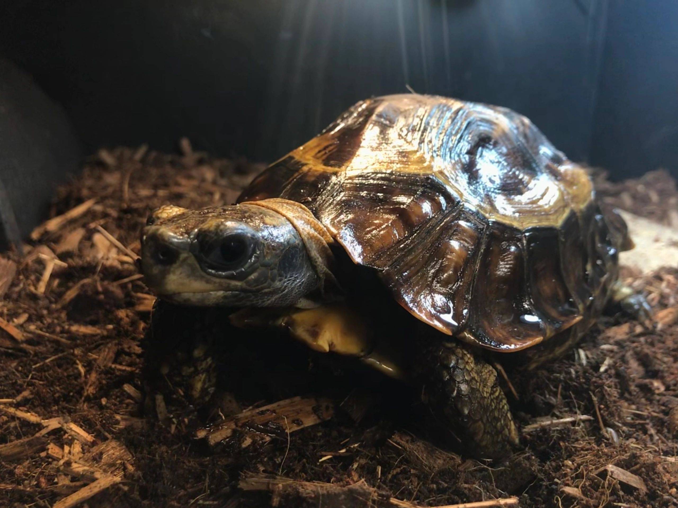 Home's Hingeback Tortoise Care Guide