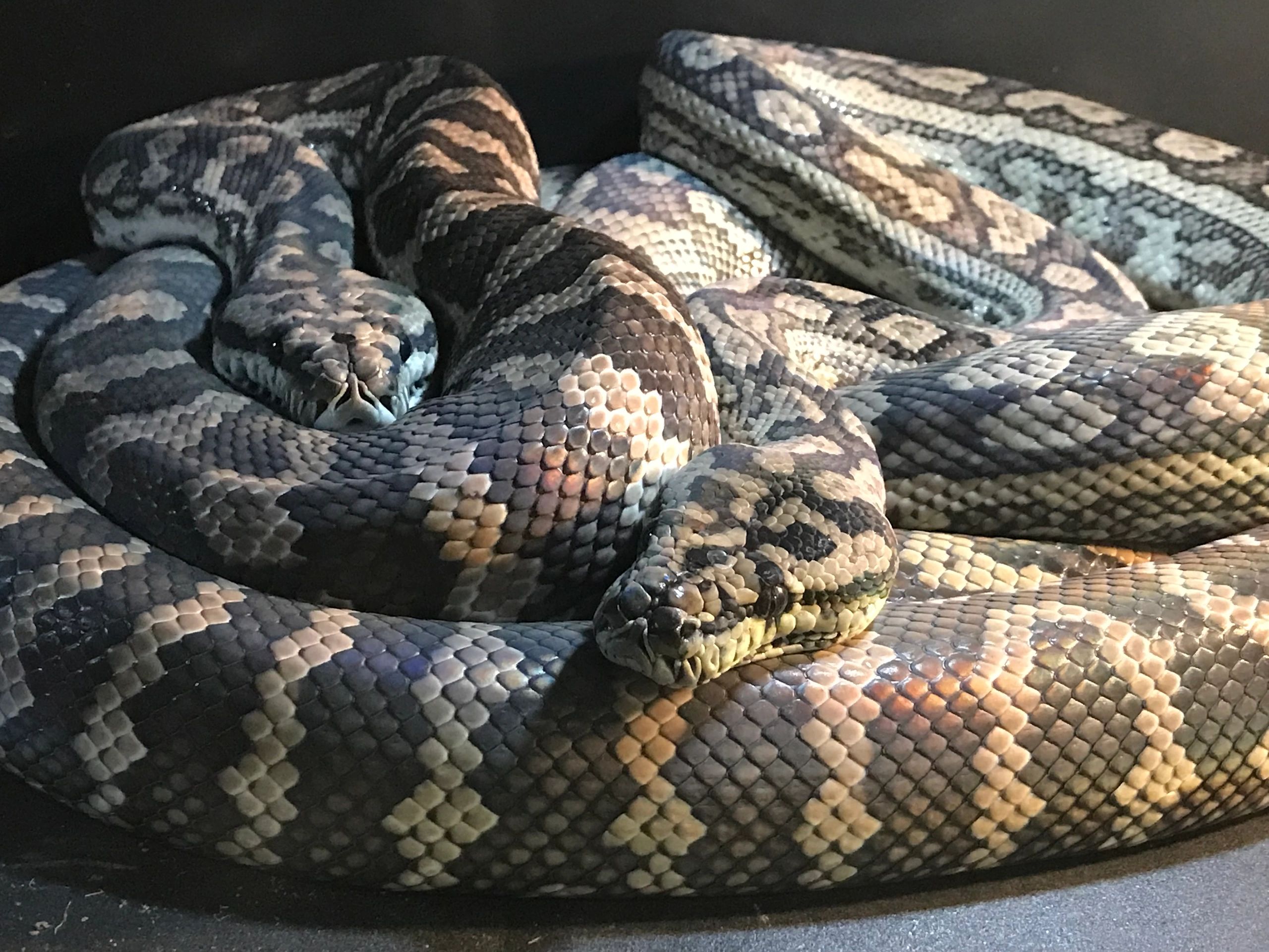 Cohabitation of Reptiles