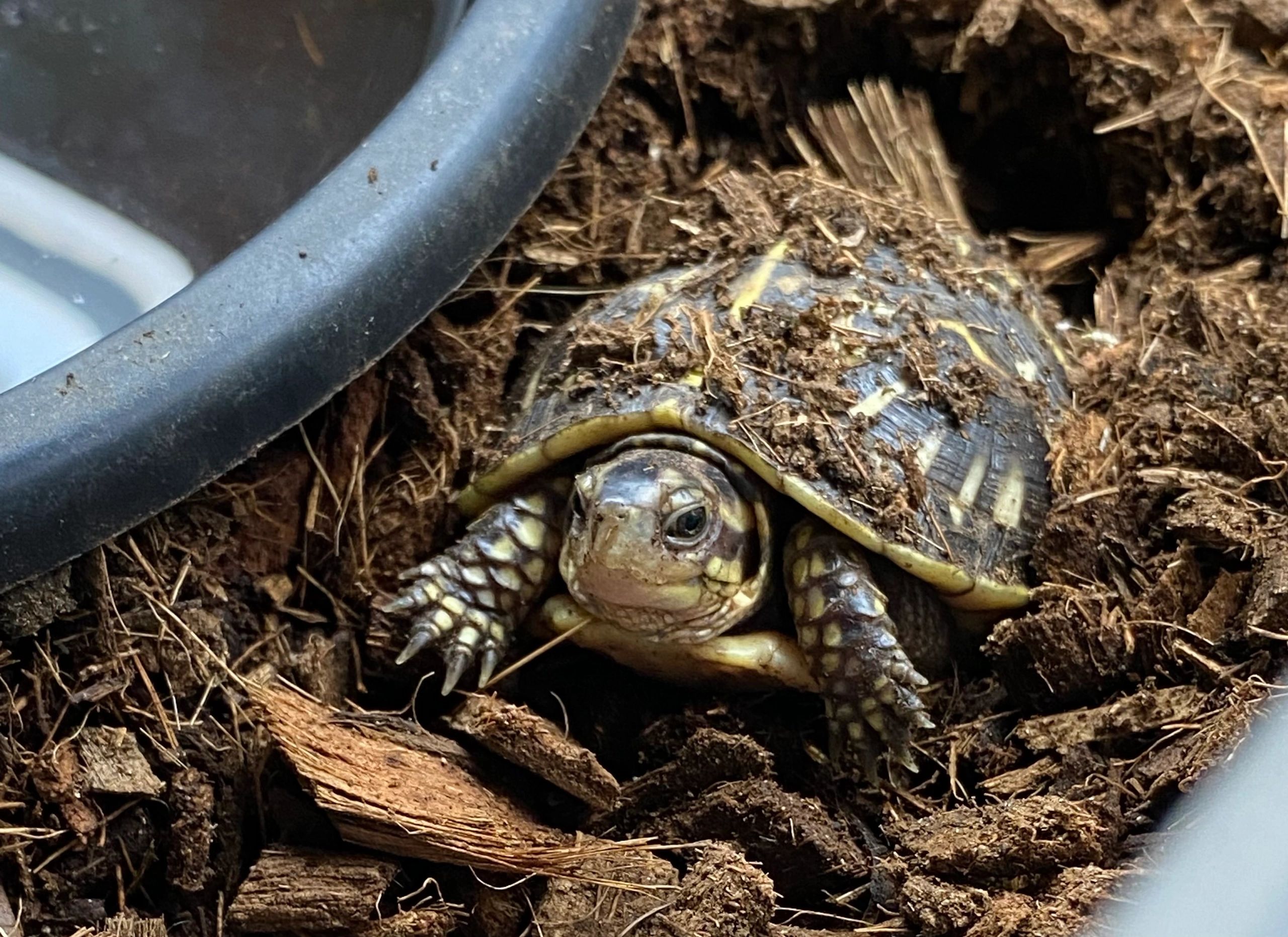 Breeding Pythons to Funding Turtle Research; How it Happened!