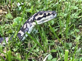 Ups and Downs of Breeding Carpet Pythons
