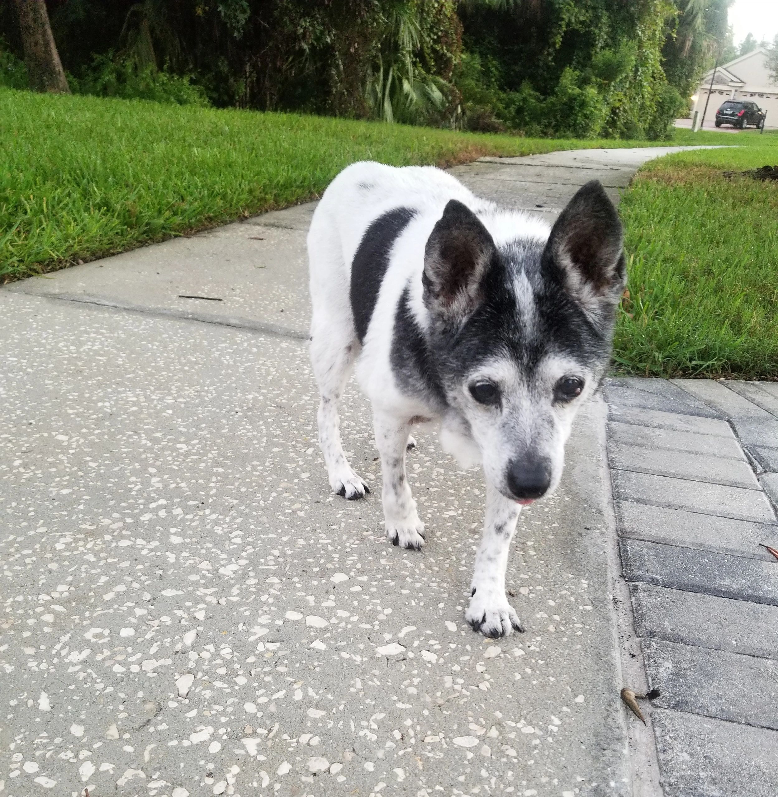 Sunshine Dog Rescue - Dog Rescue, Florida