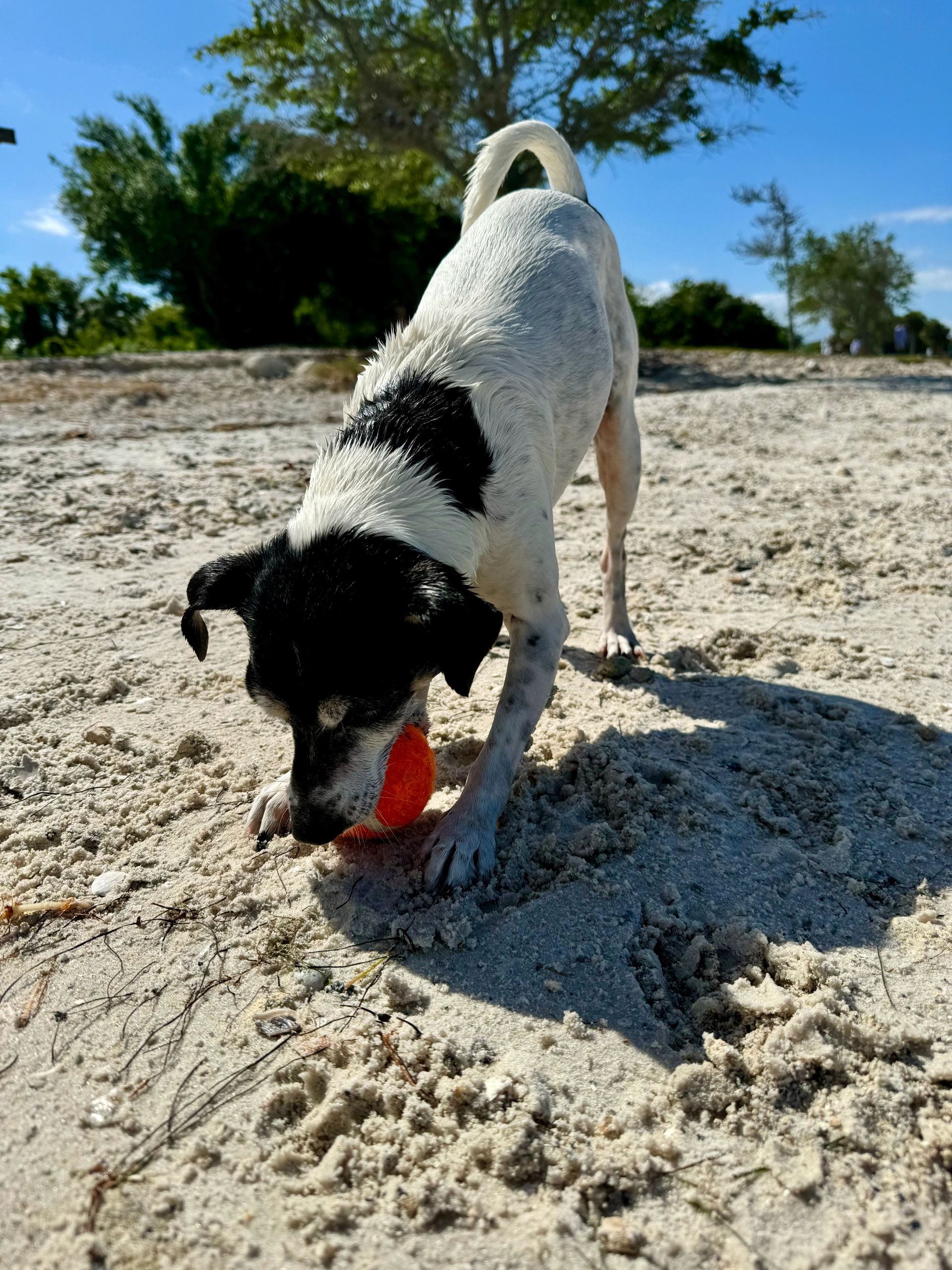 Sunshine Dog Rescue - Dog Rescue, Florida