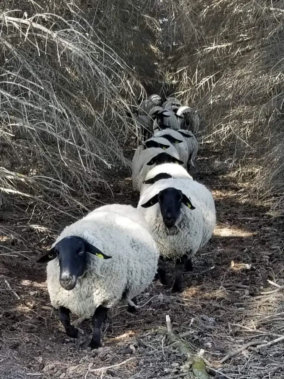 Canadian Sheep Breeders Association