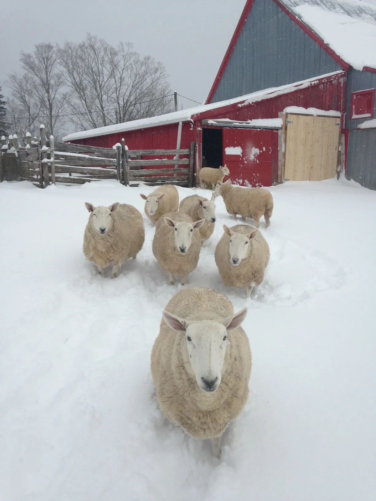 Berrichon-Canadian Arcott