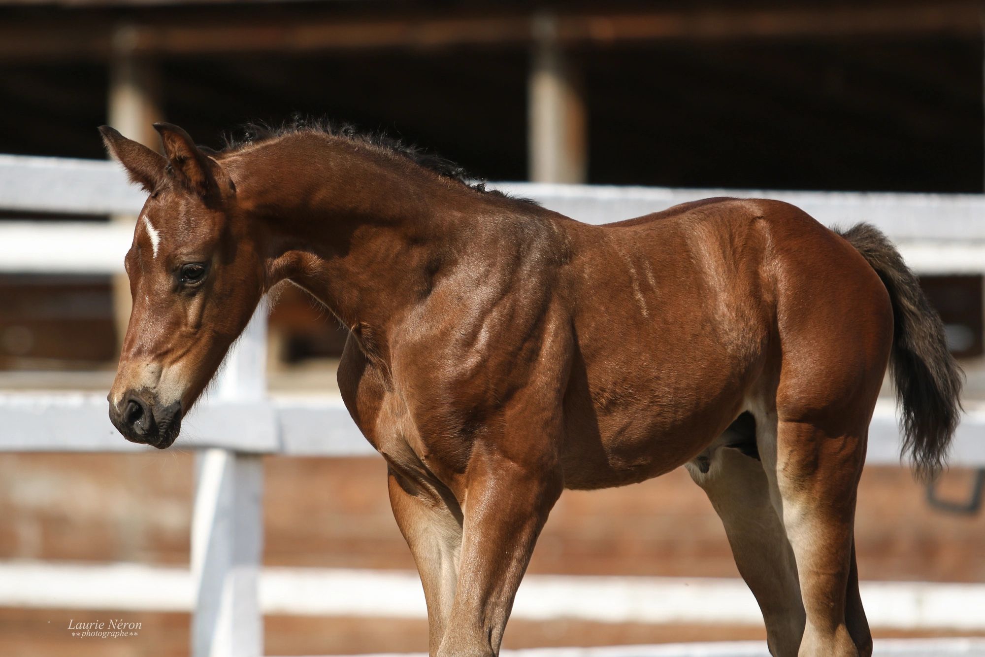 The Importance of Foal Inspections: Ensuring Quality in Breeding