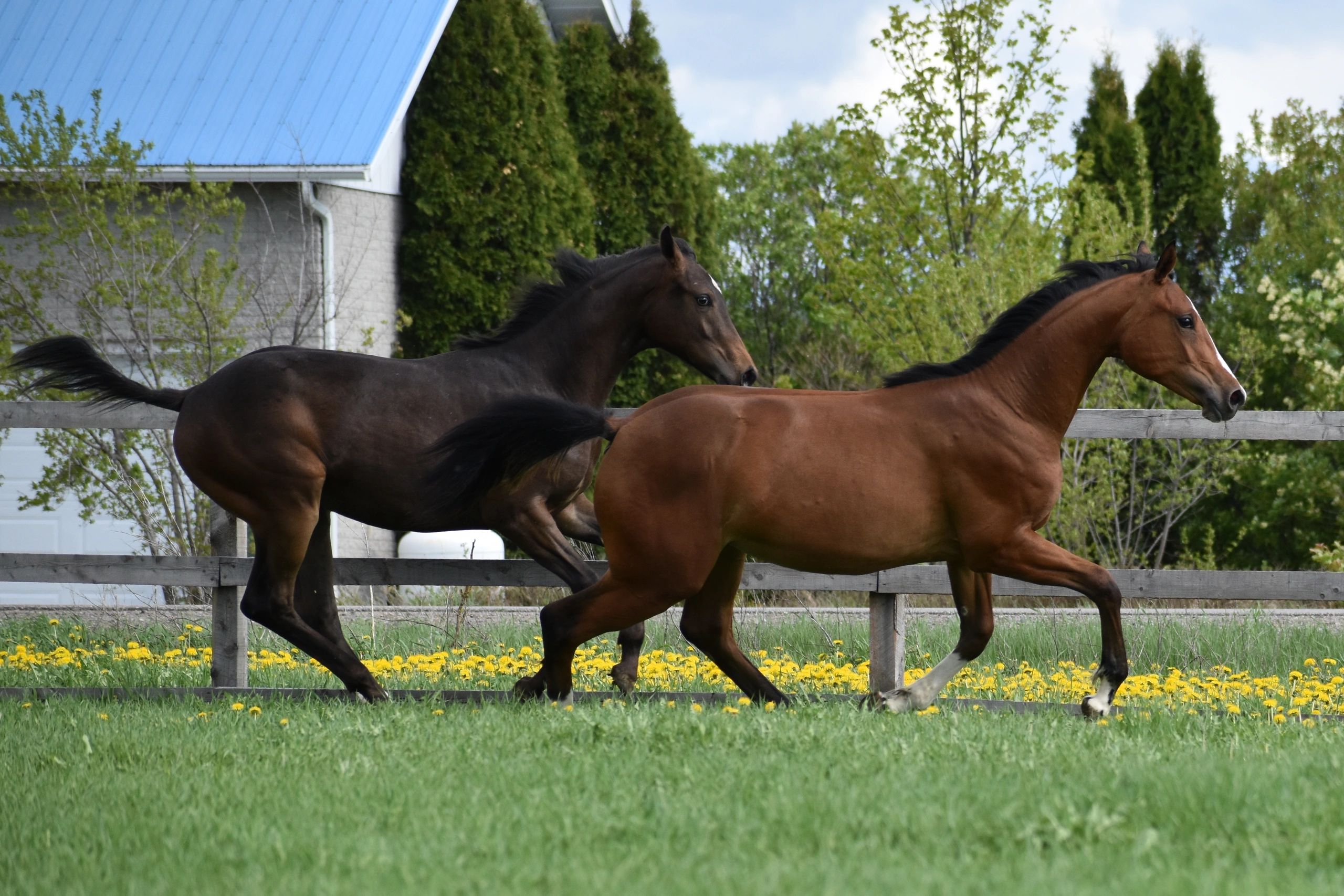 Demystifying the basic horse colors