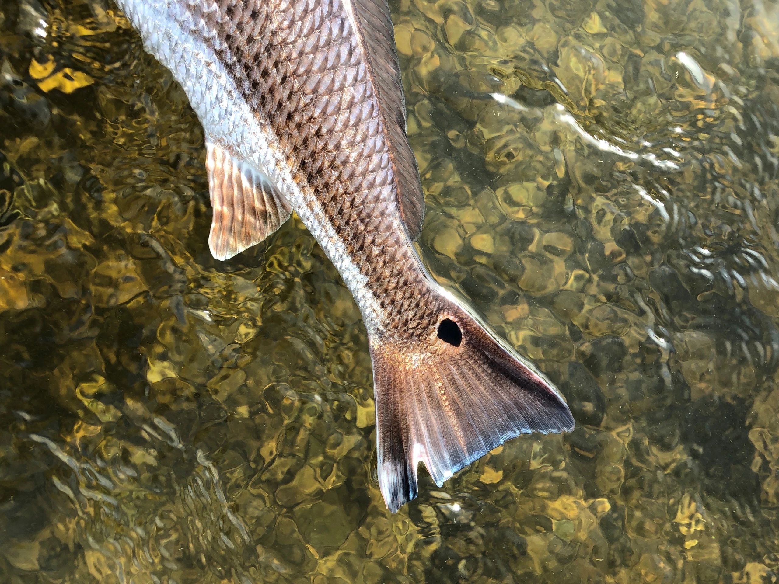 Reel Addict Fishing Charters - Home