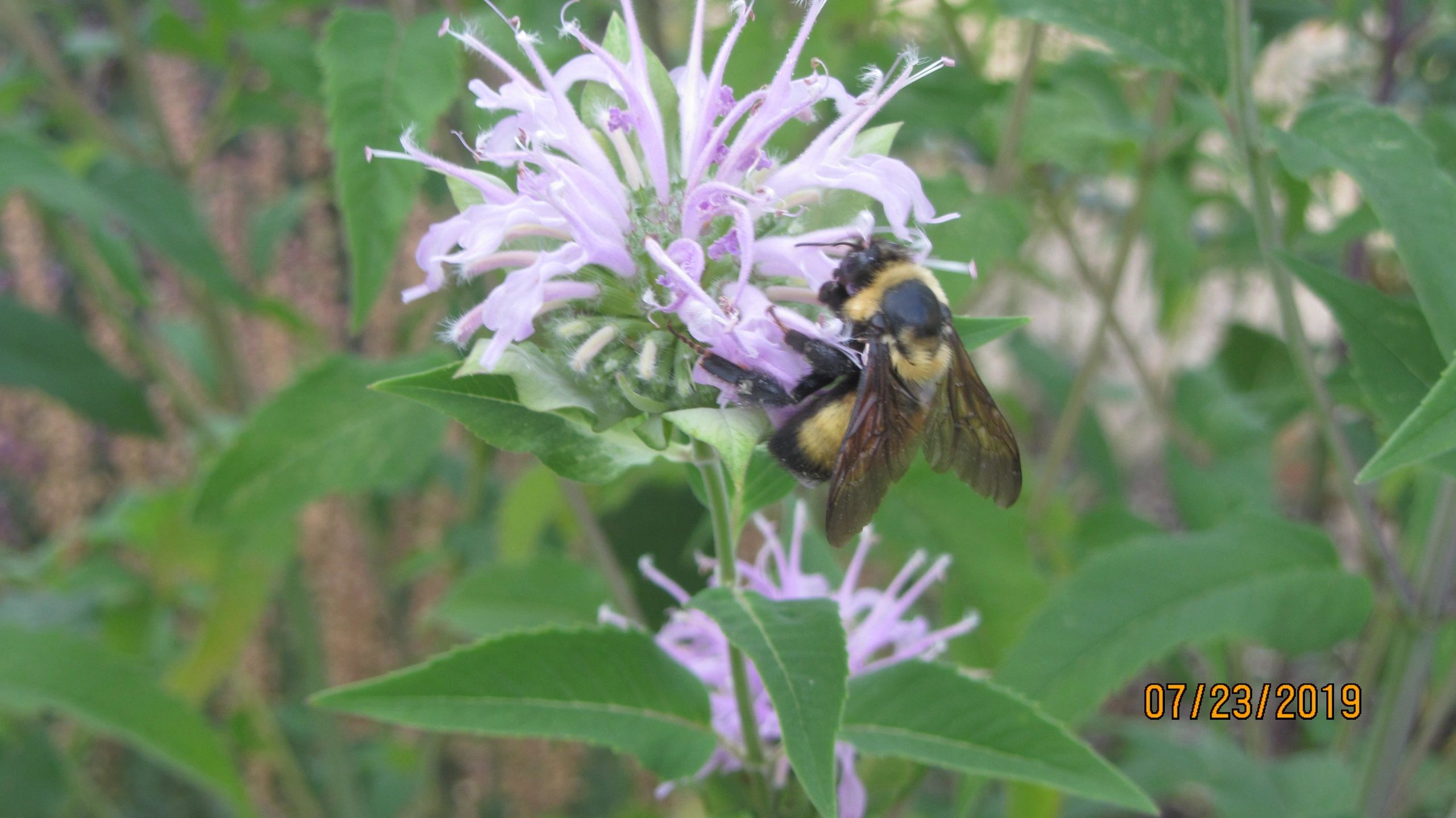 Biggest Little Bee City in Reno, Nevada