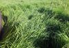 B Dahl Bluestem - Chisholm Fescue - Warner Brothers Seed Co. | Chisholm ...