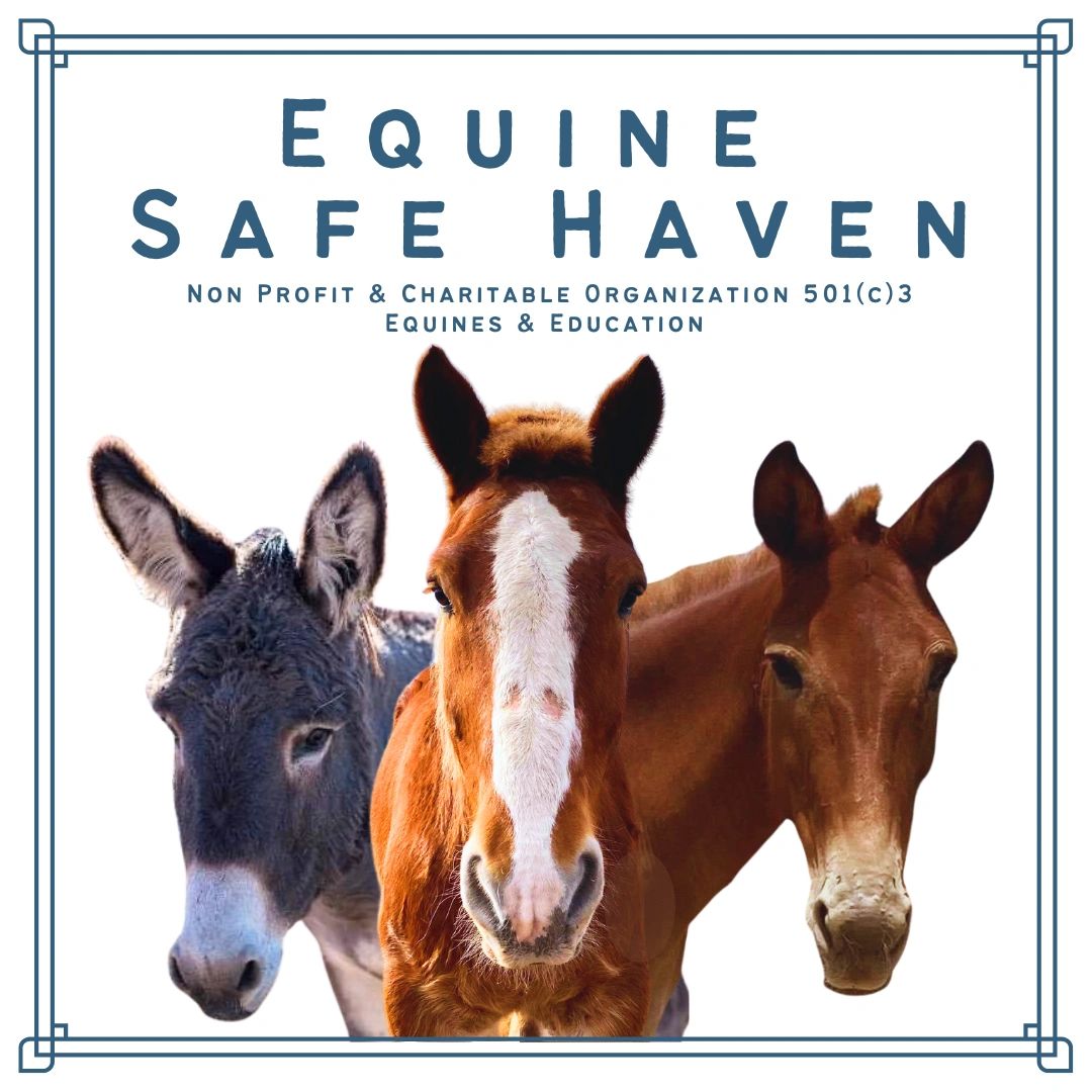 Charitable Organization - Equinesafehaven