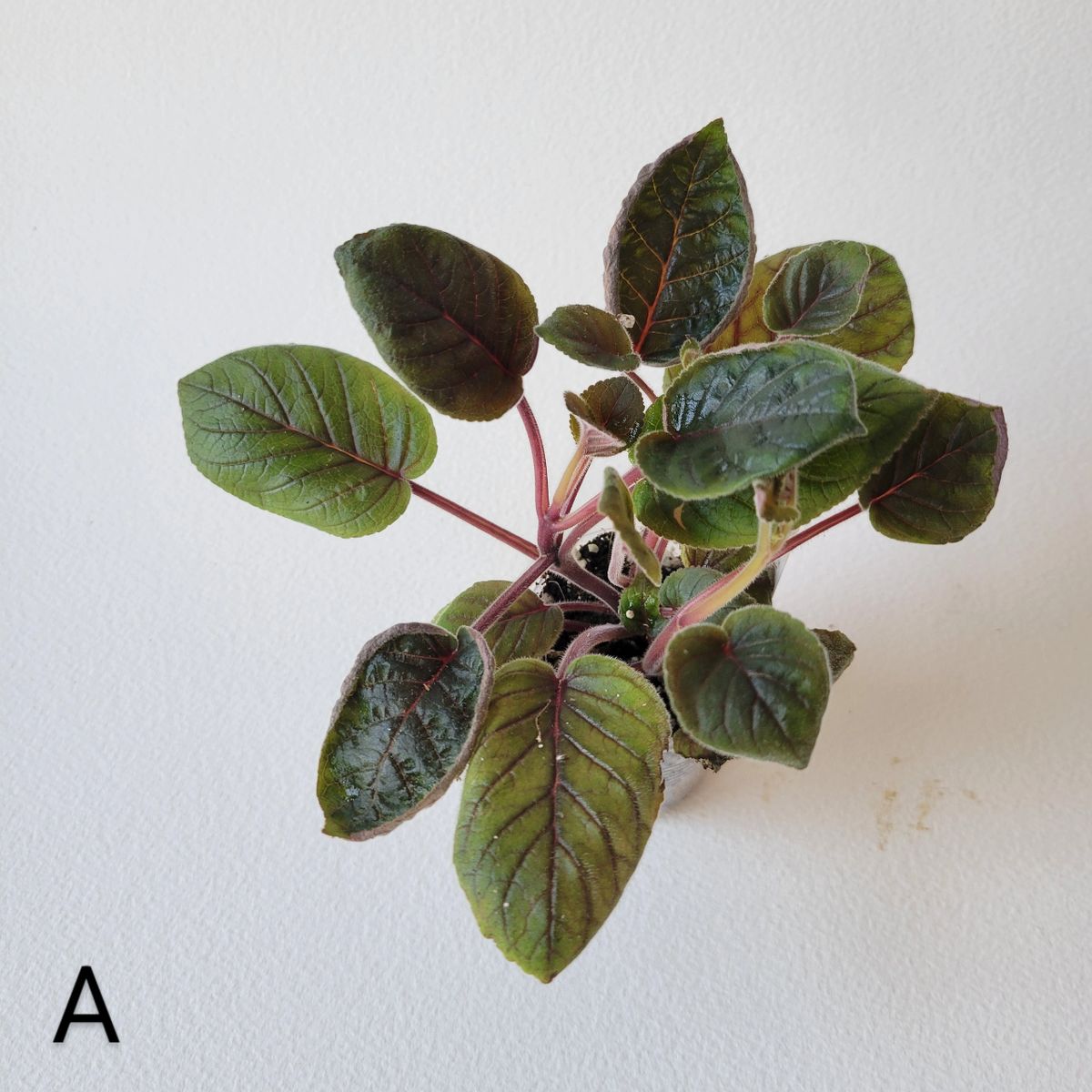 Sinningia ‘Peridots Pink Pipettes'