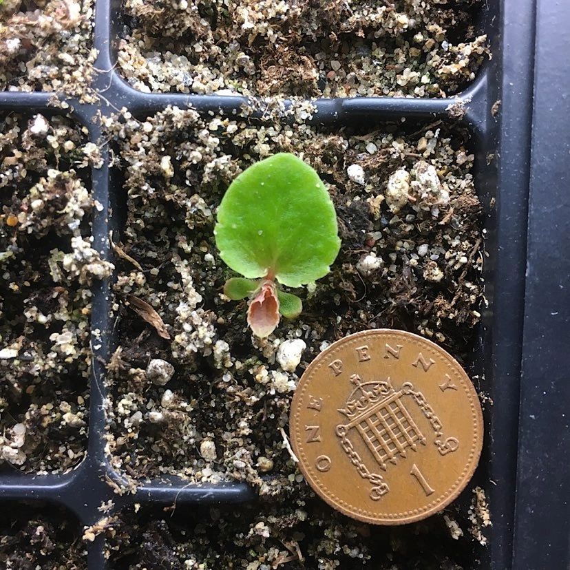 How to Grow Begonias from Seed