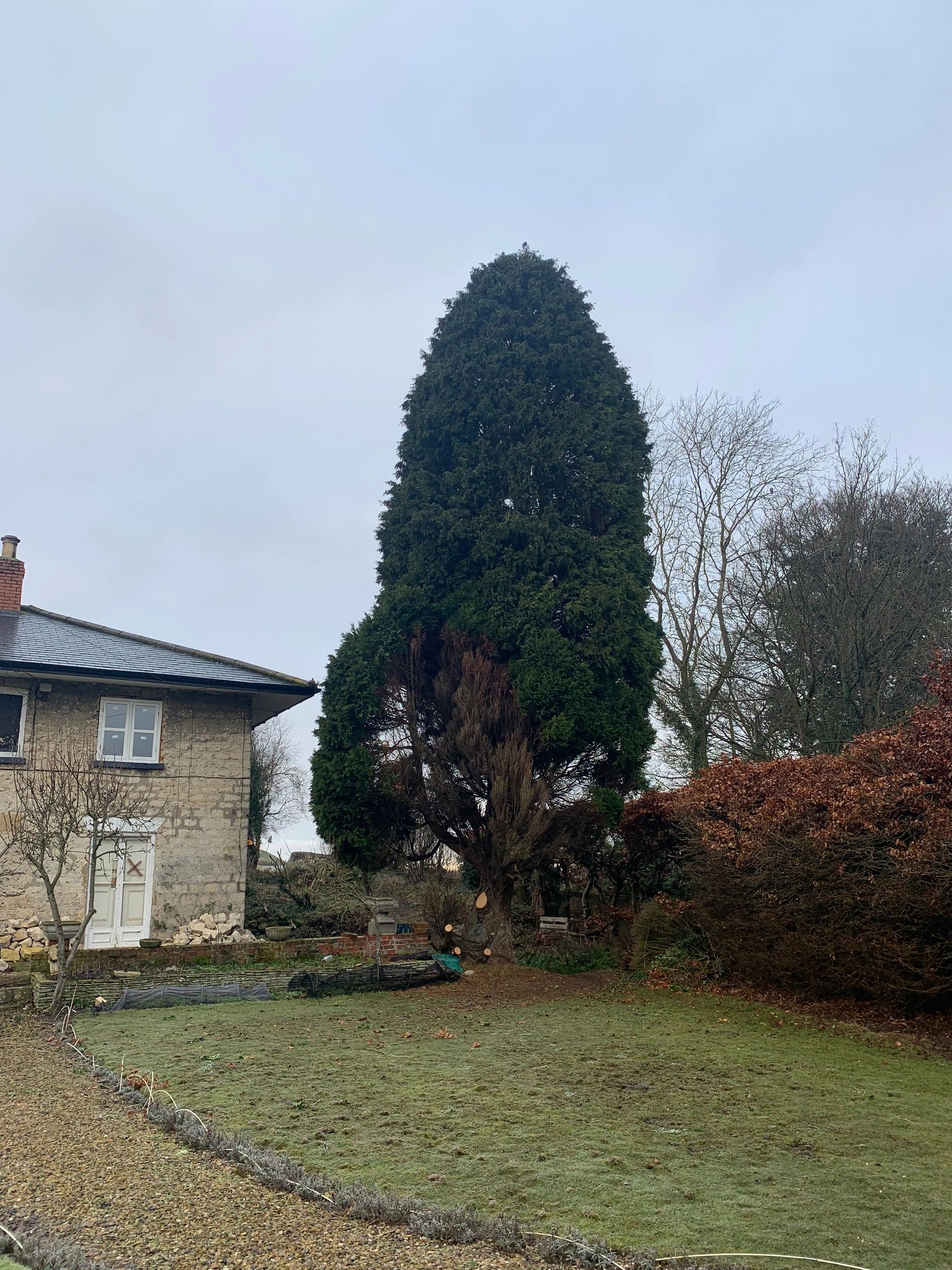 Arborist and Tree Surgeon - Clear Cut Tree And Landscape Services