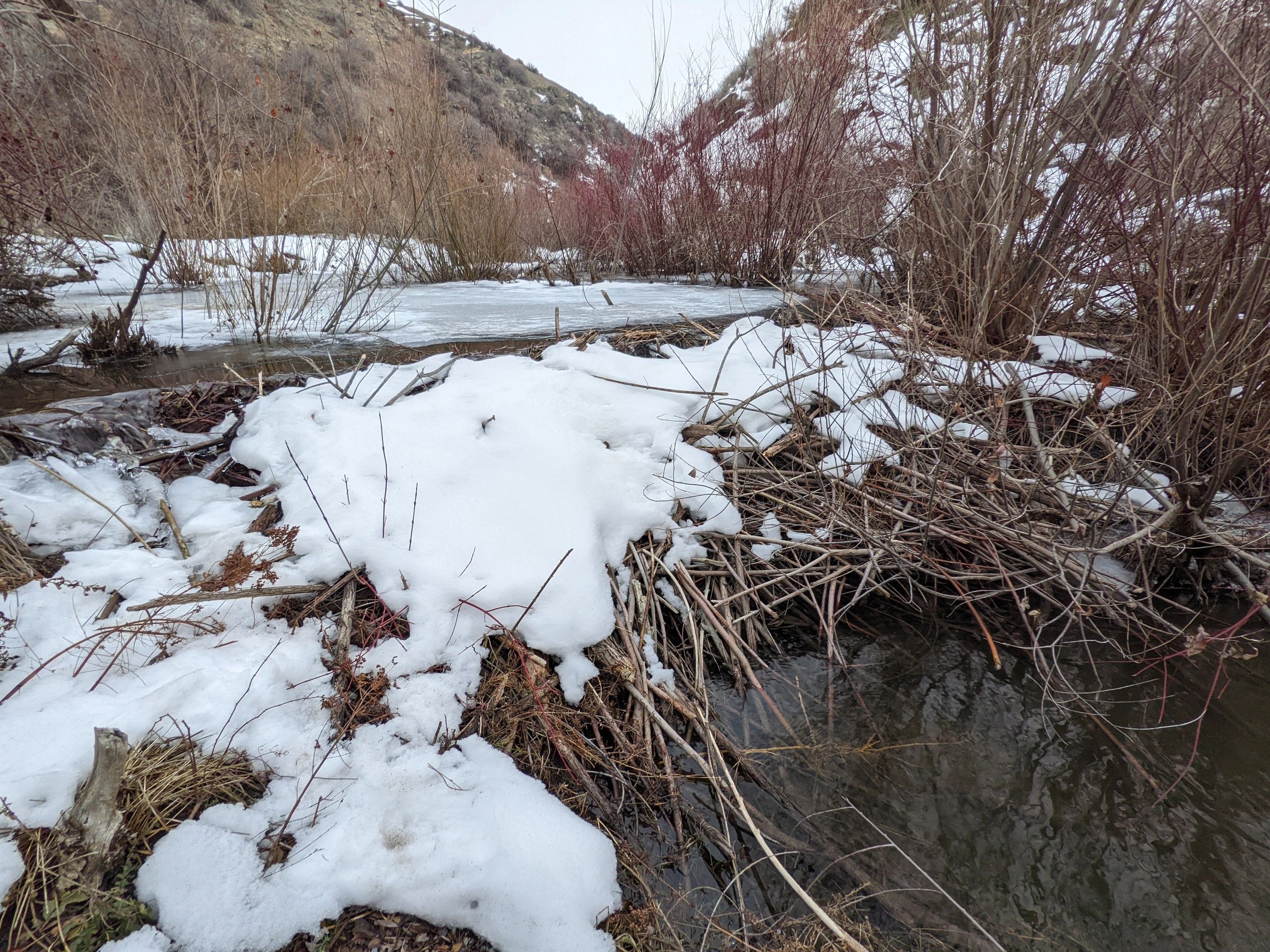 Beaver Problems, Prevent Flooding - Beaverserve PLLC - Boise, Idaho
