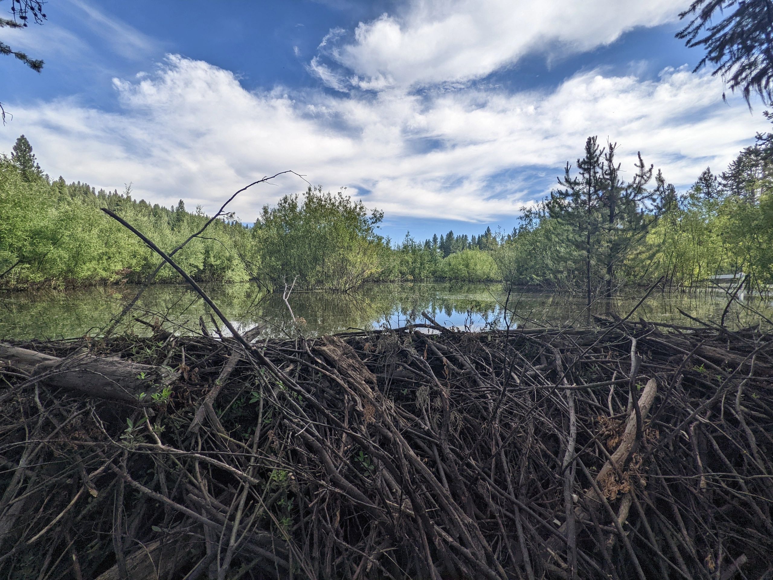 Beaver Problems, Prevent Flooding - Beaverserve PLLC - Boise, Idaho