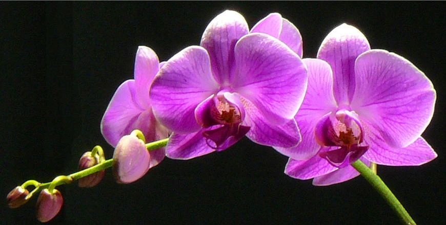 The Orchid Tea Room,LLC