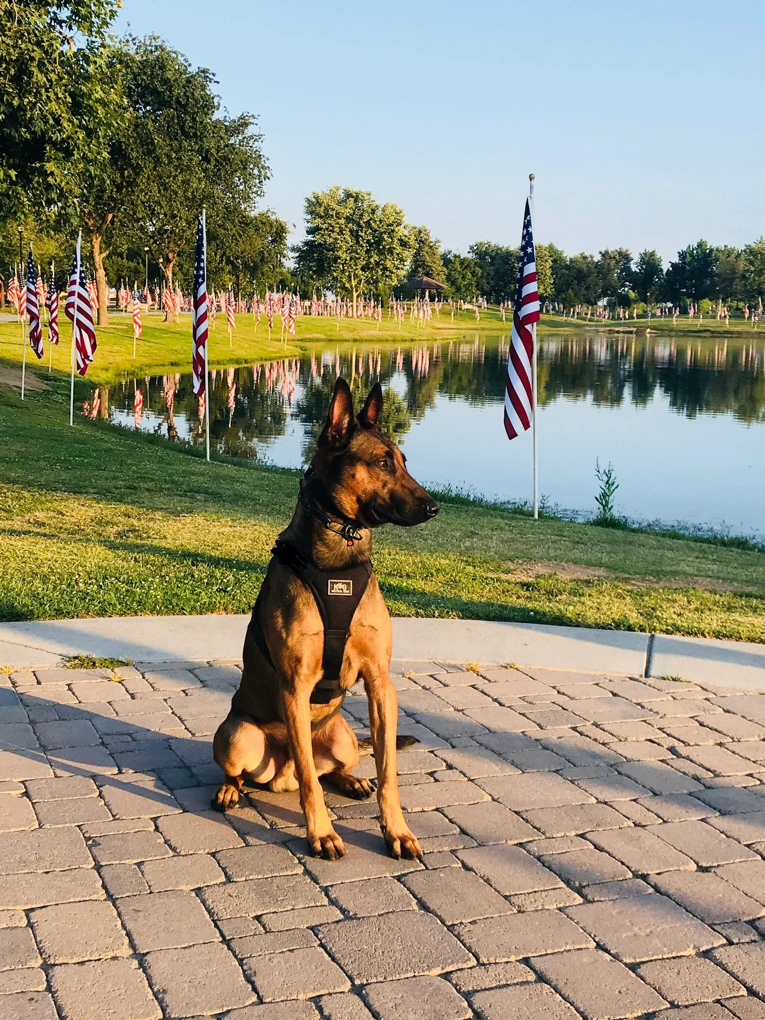 Professional Dog Obedience Training Services