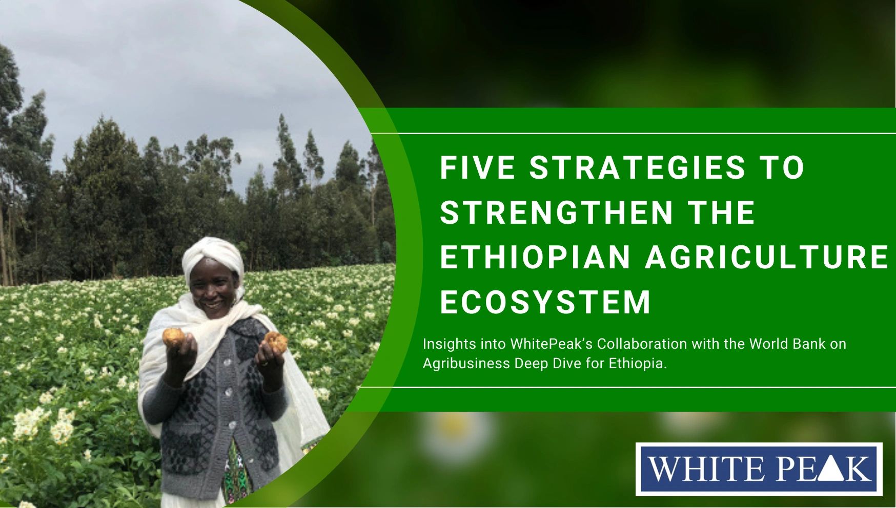 Five Strategies to Strengthen the Ethiopian Agriculture Ecosystem