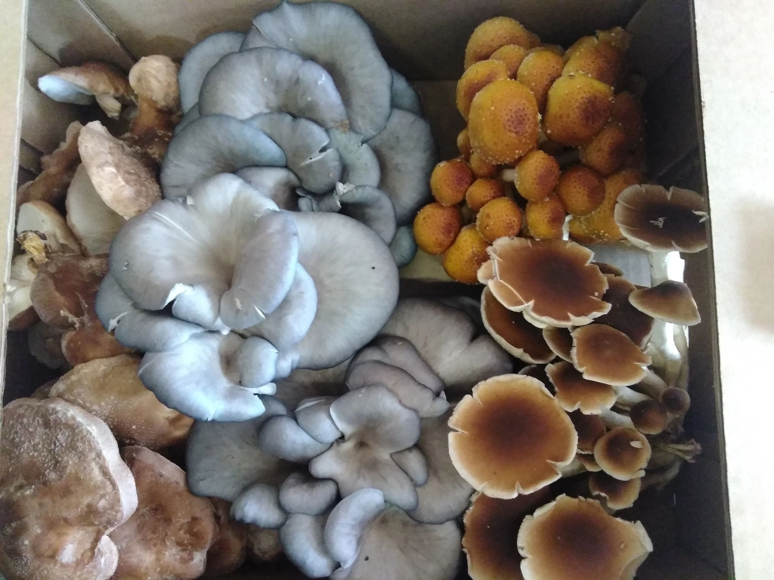 Flyway Family Farm - Mushroom Farm, Farm, Makanda