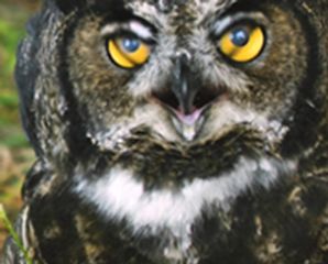 American Heritage Wildilfe Foundation inc.