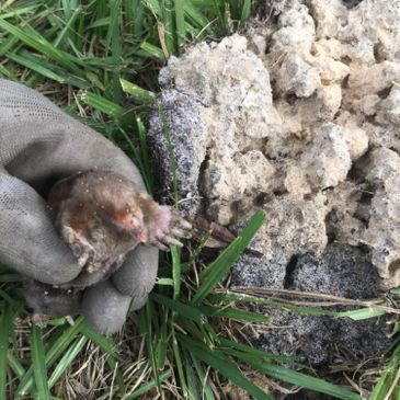 Gopher Removal, Mole Removal - Molemastersfla - Brooksville, Florida