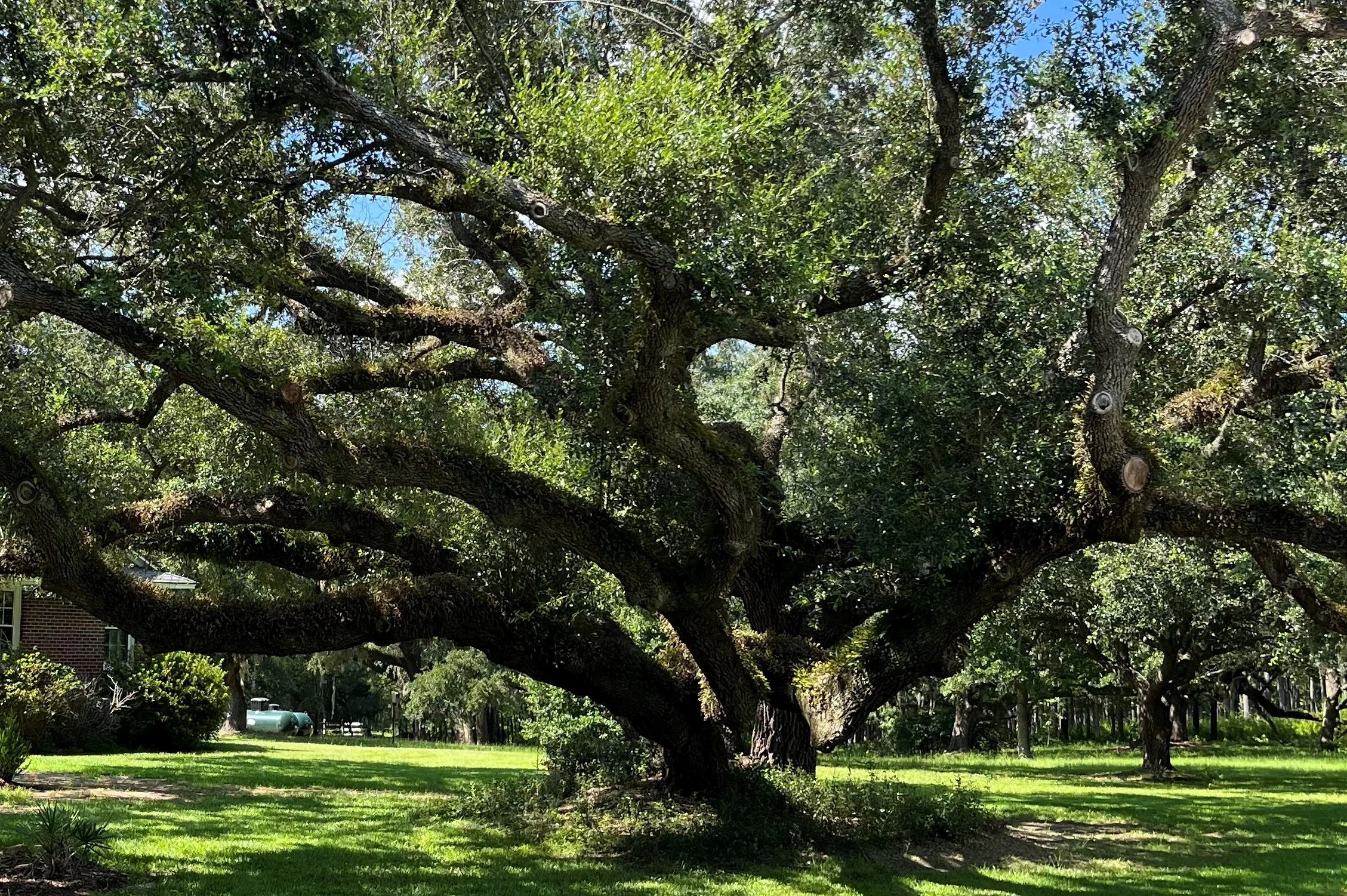 Acidic Cannabinoid Stabilization | Mingowood Pharmacal