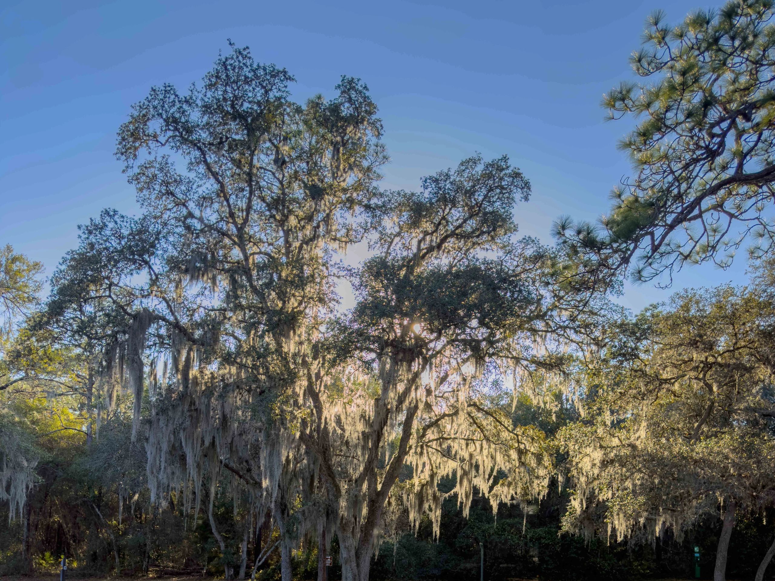 Salt Springs Campground: From “Ghostground” to “Fullground”