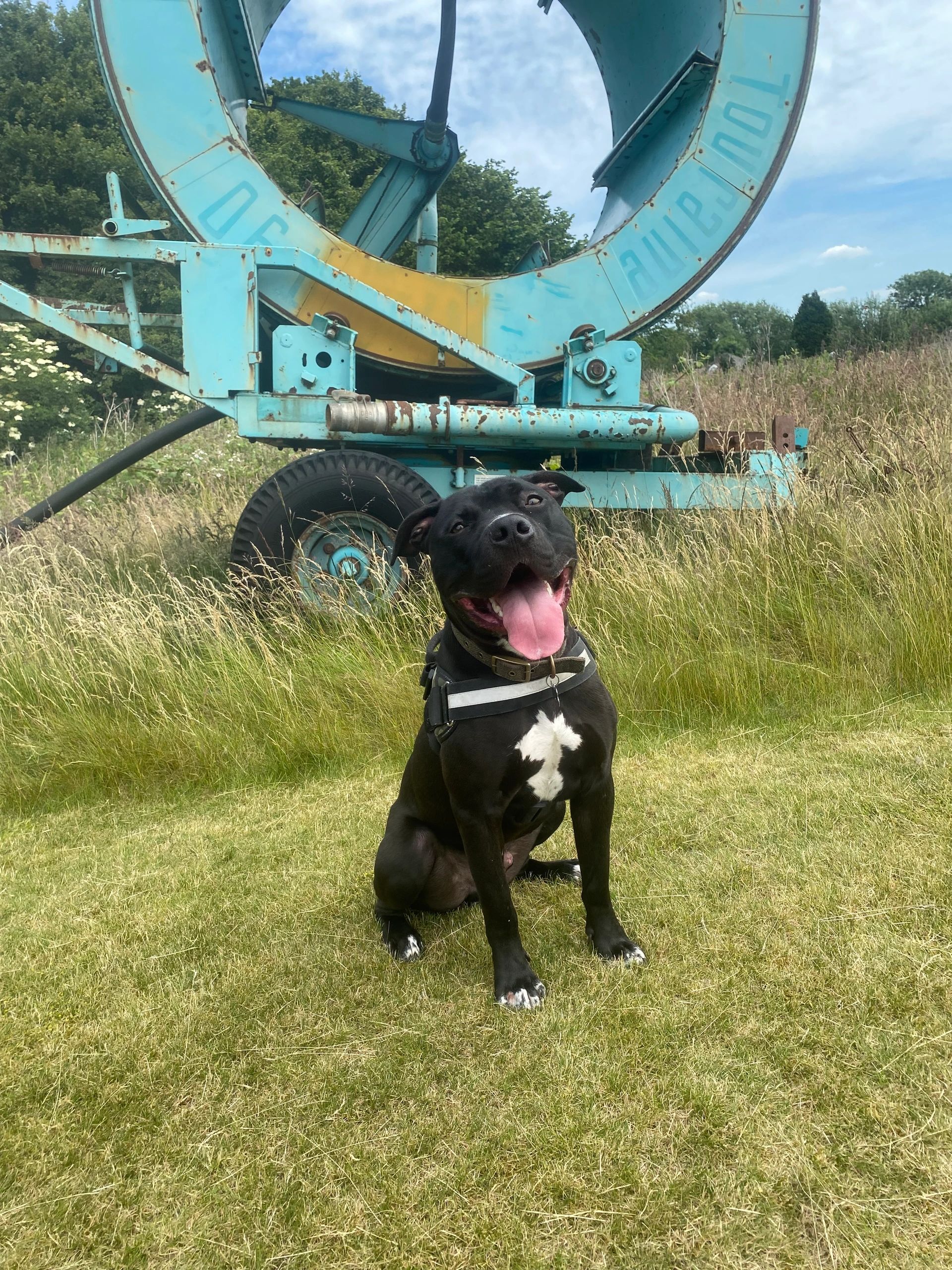 Paws In Motion Pet Services - Dog Walking, Dog Sitting, Pet Services