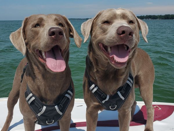 THUMB LABRADOR RETRIEVERS - Puppy, AKC Certified