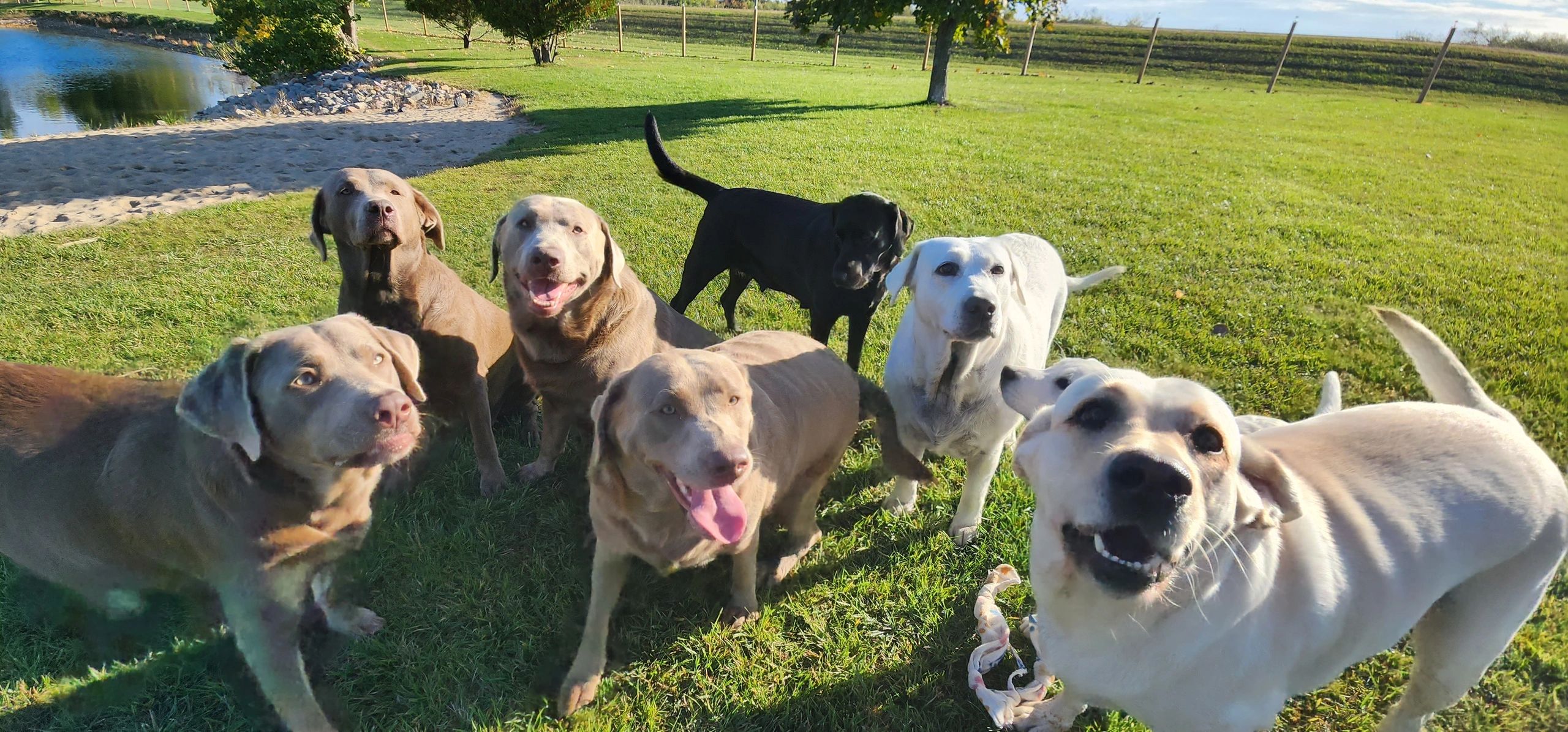 THUMB LABRADOR RETRIEVERS - Puppy, AKC Certified