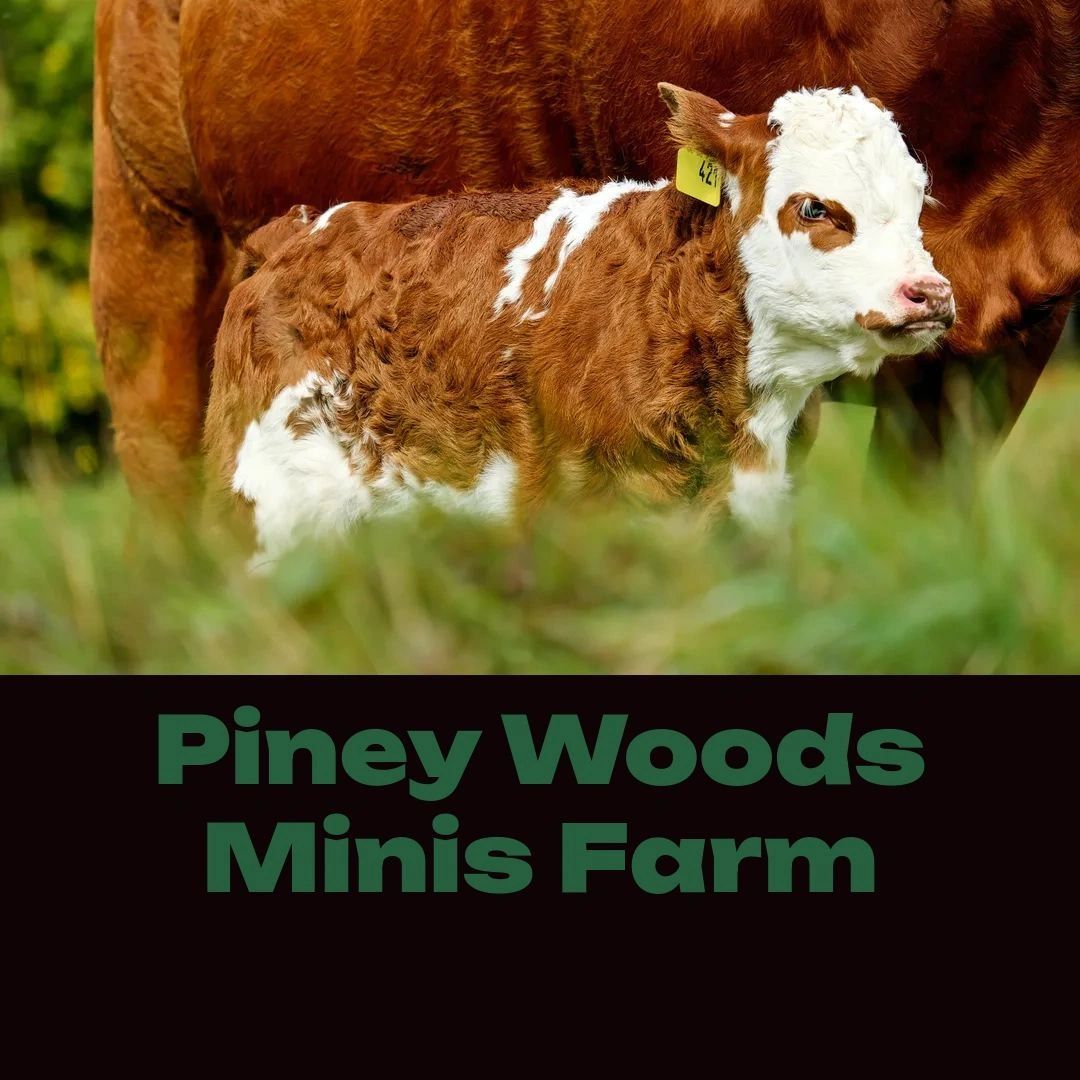 Pineywoods Minis Farm