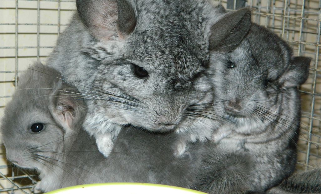 Chinchilla Lady - Chinchilla Treats & Toys, Chinchilla Toys