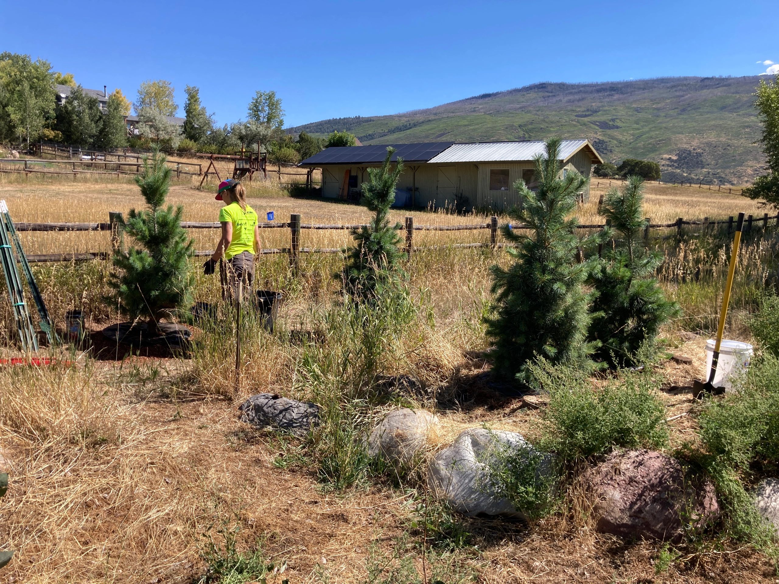 Tree Work, Tree Preservation - Establishing Roots - Aspen, Colorado