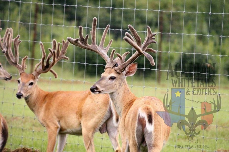 Acadian Whitetails & Exotics - Hunting, Venue