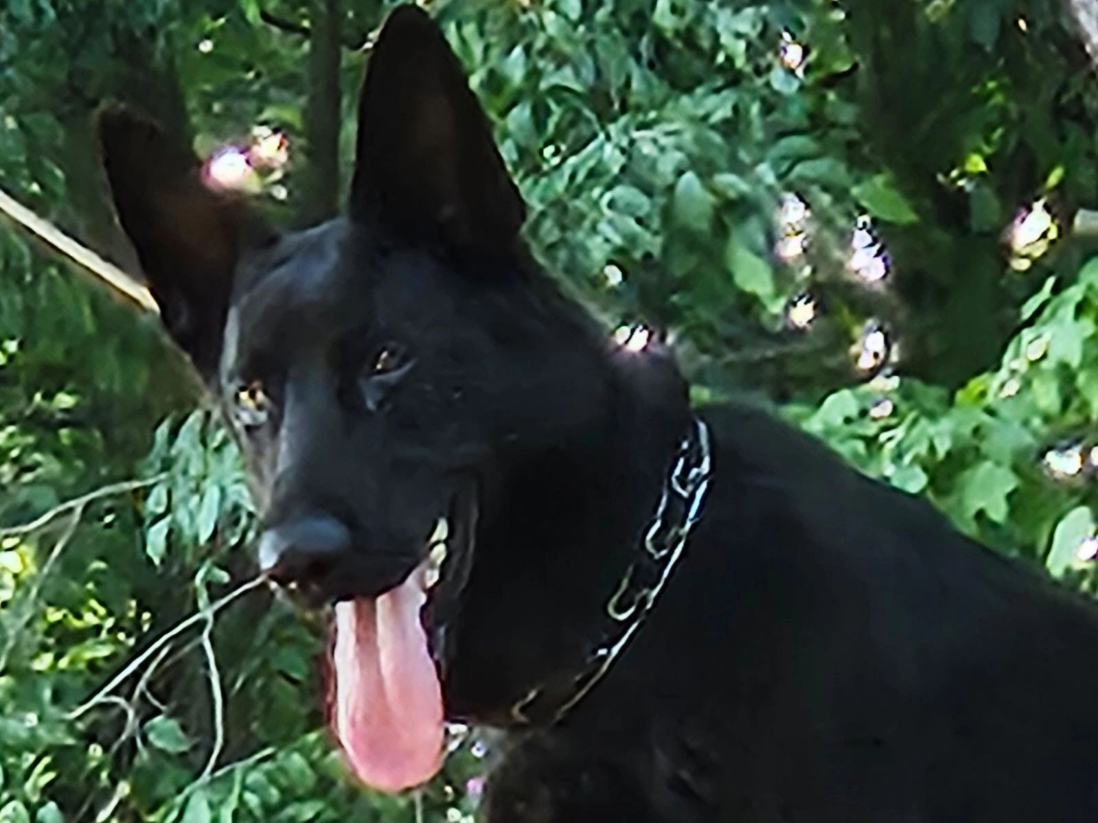 GraceLand Farm German Shepherd Dog Puppies - GSD Breeders, German ...