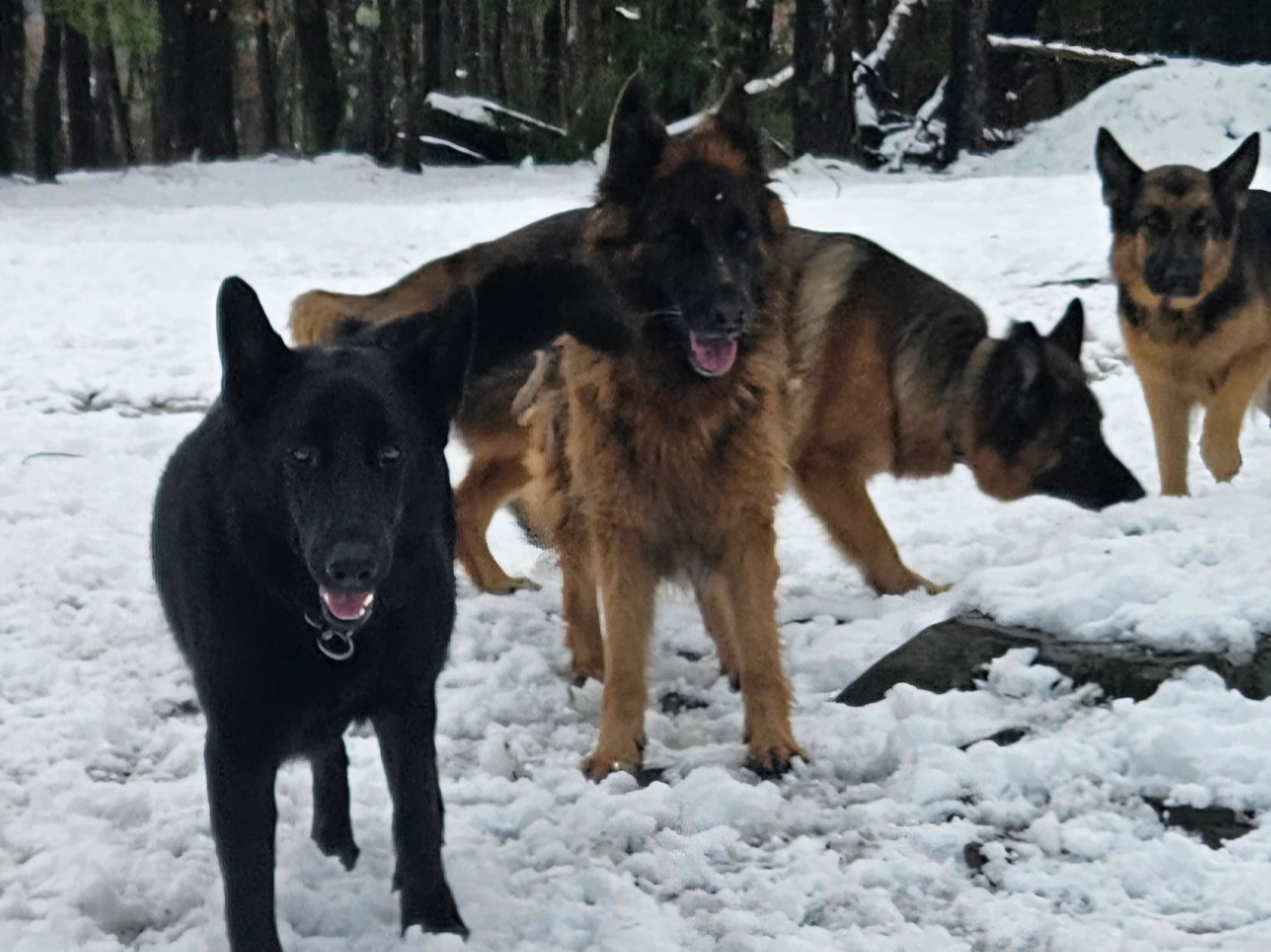 German Shepherd Adoption Form Online