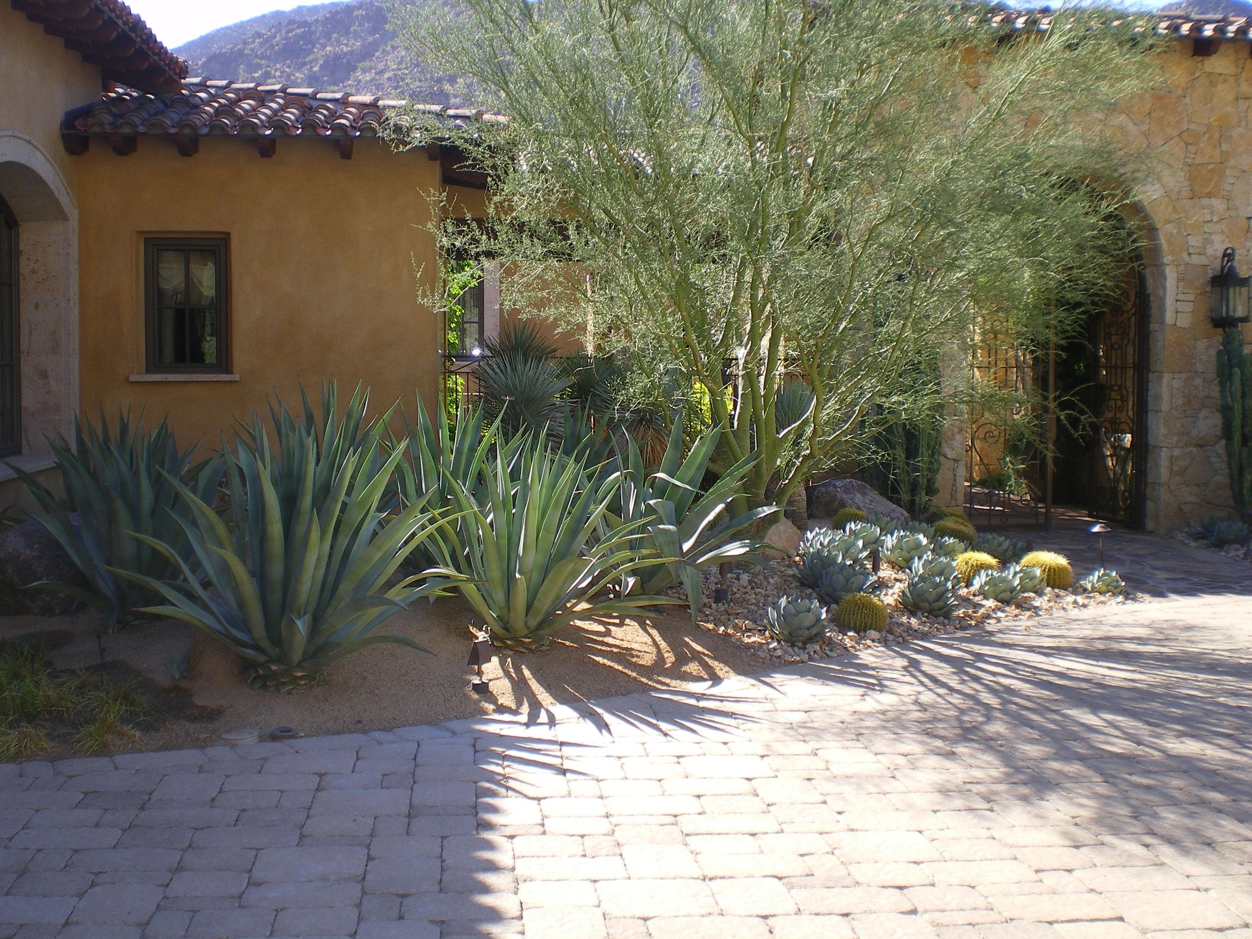 About Us | Southern Desert Landscape