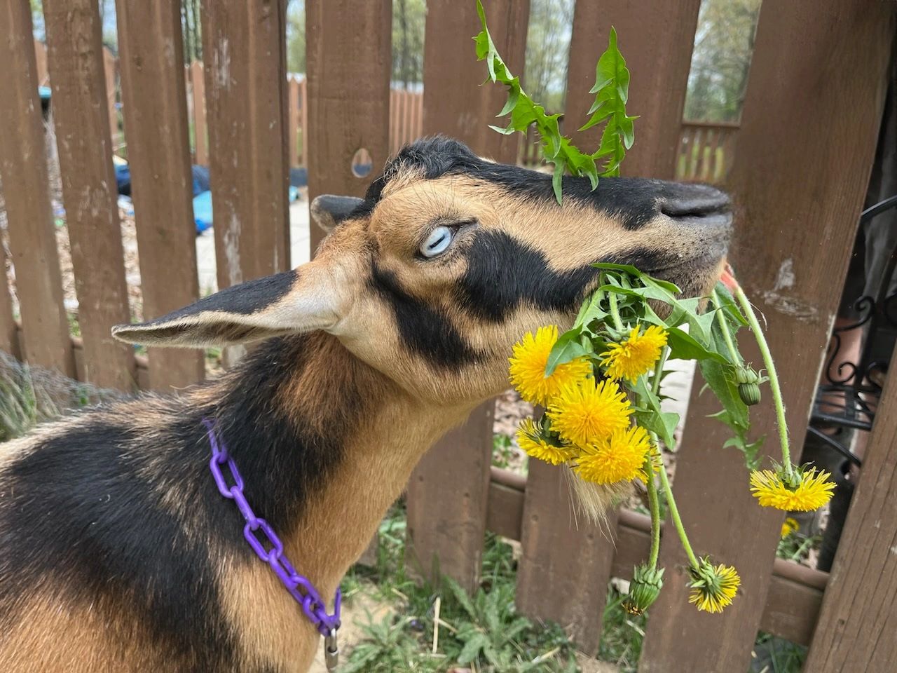 Osy Kely Farm
