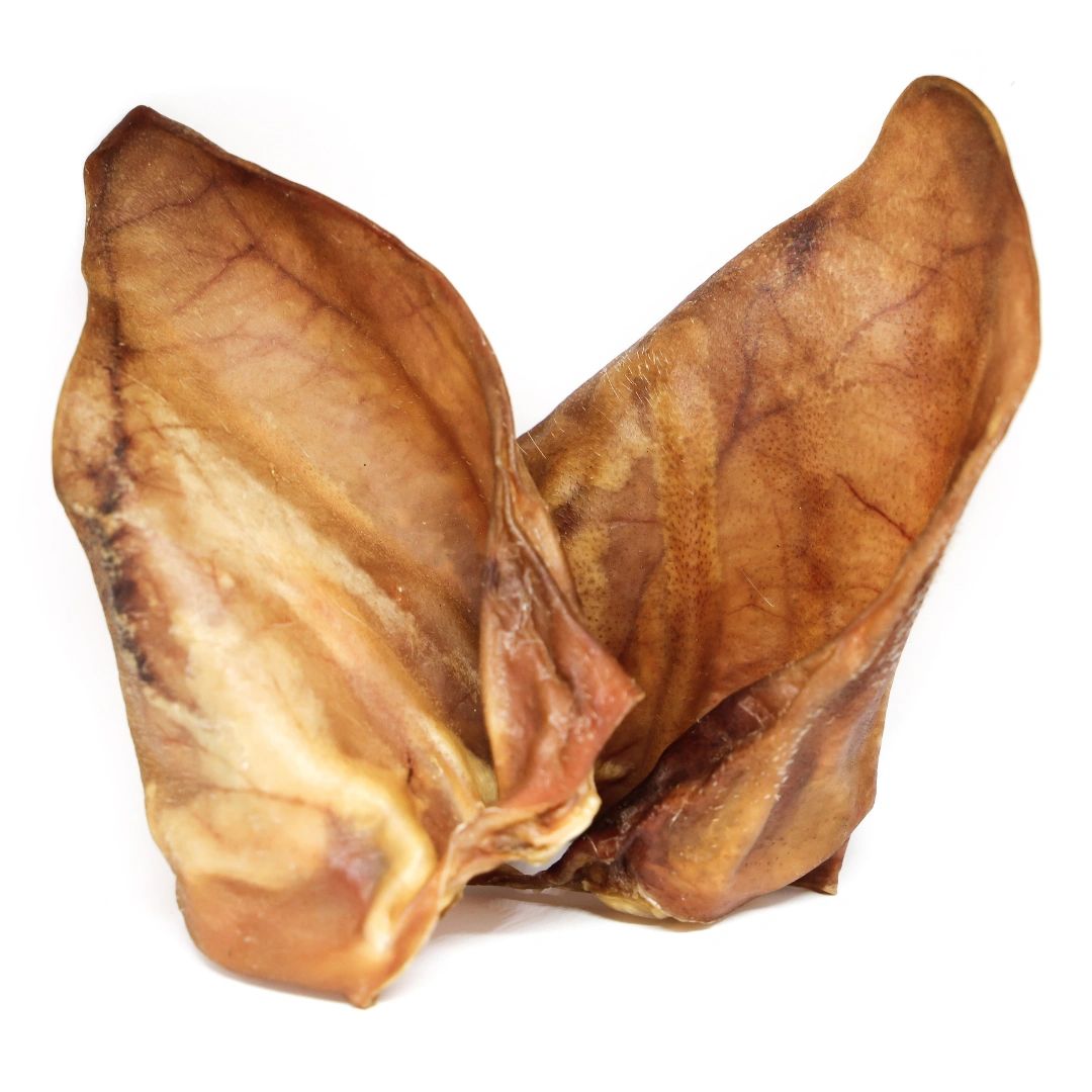Australian Pig's Ear