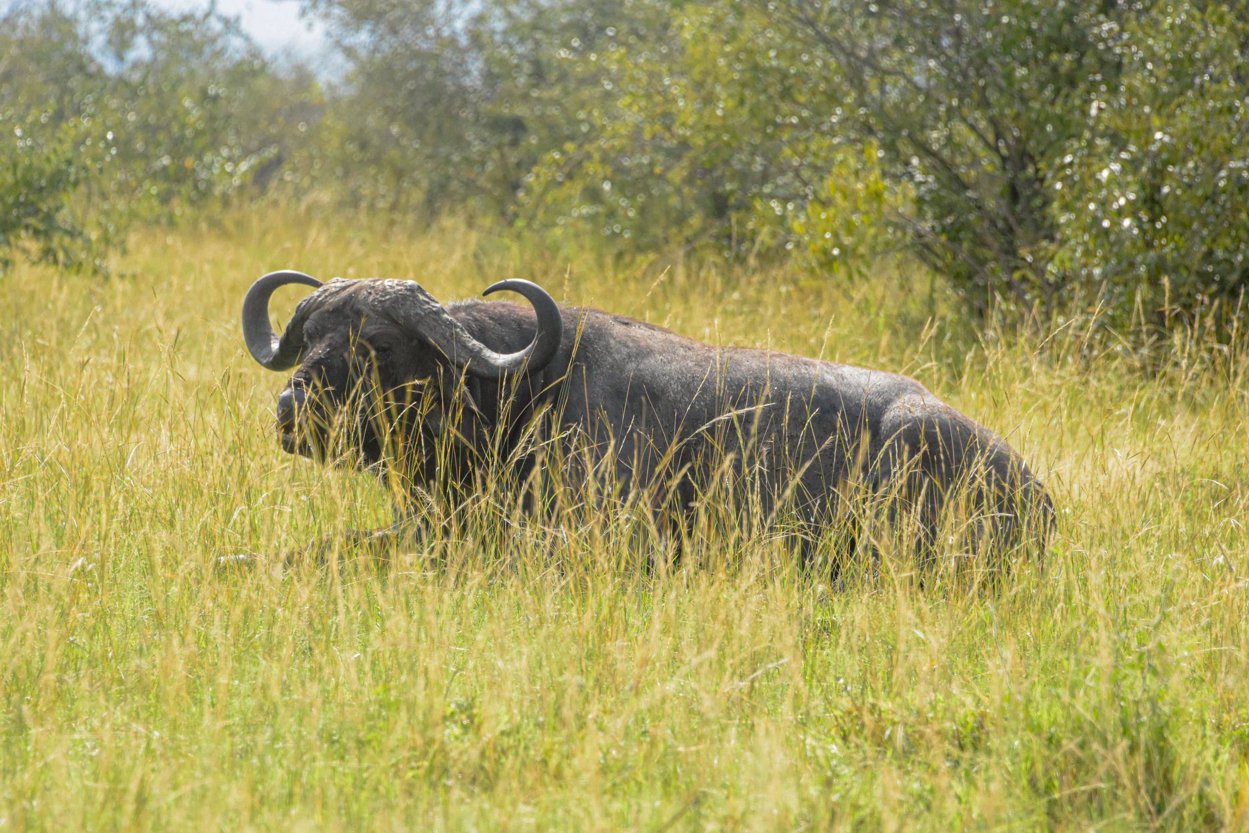 Alex Gitau Photography