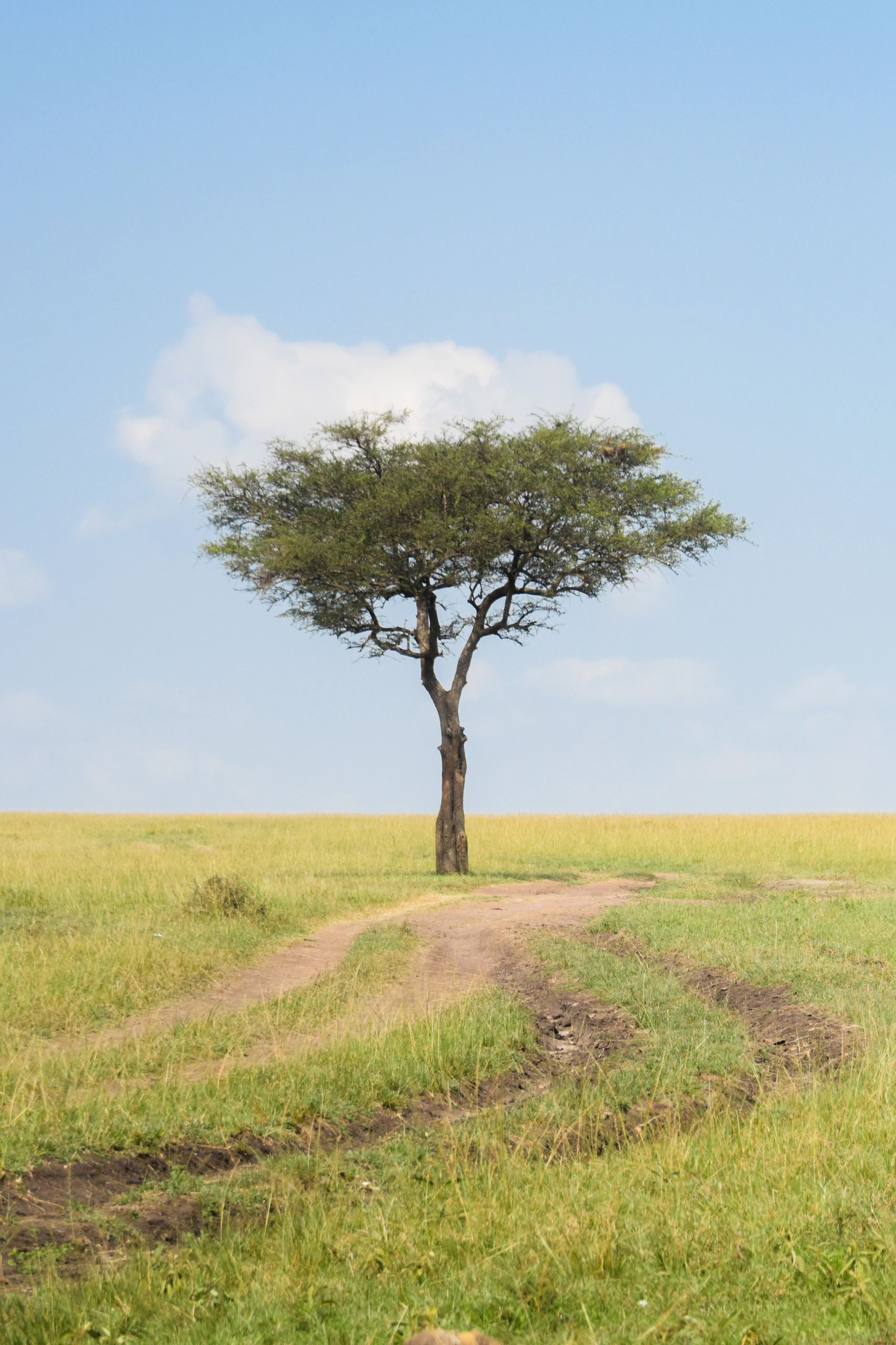 Alex Gitau Photography